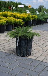 Blueberry Delight Juniper | Gertens Garden Center