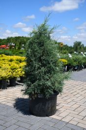 Medora Juniper | Gertens Garden Center