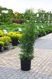 Taylor Juniper | Gertens Garden Center