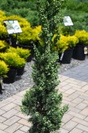 Trautman Juniper | Gertens Garden Center