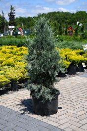 Wichita Blue Juniper | Gertens Garden Center