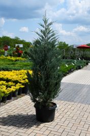 moonglow juniper zone