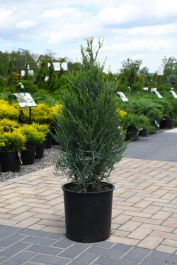 skyrocket conifer