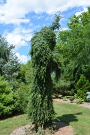 Picea, Serbian Spruce 'Bruns Weeping' | Gertens Garden Center