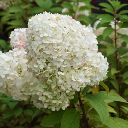 Hydrangea, Panicle 'Bobo®' | Gertens Garden Center