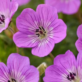 Geranium, 'Kelly Anne' | Gertens Garden Center