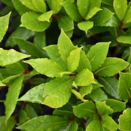 Laurus, Sweet Bay 'Little Ragu®' | Gertens Garden Center