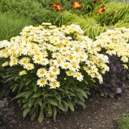 Leucanthemum, Shasta Daisy Amazing Daisies® 'Banana Cream II' | Gertens ...
