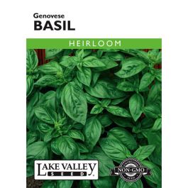 Ocimum, Culinary Basil 'Genovese' Heirloom | Gertens Garden Center