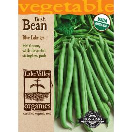 Phaseolus, Stringless Beans (Bush) 'Blue Lake 274' Organic Heirloom ...