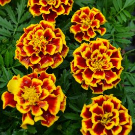 Tagetes, Marigold Durango® 'Bee' | Gertens Garden Center