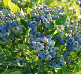 Mini Blues Blueberry | Gertens Garden Center