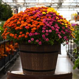 16" Pot Fall Mum Tri-Color Mix | Gertens Garden Center