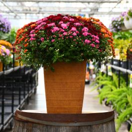 Fall Mum Tri-Color Mix | Gertens Garden Center