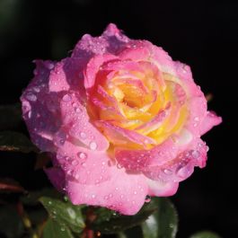 Music Box Rose | Gertens Garden Center