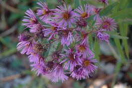 purple asters