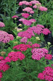 purple yarrow root