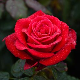 Olympiad Rose | Gertens Garden Center