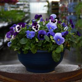 Viola, Pansy Delta™ 'Blue Blend' Bowl | Gertens Garden Center
