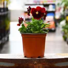 Fall Pansy Premium Red with Blotch | Gertens Garden Center