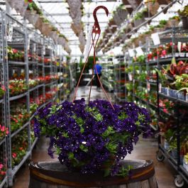 Petunia, Headliner™ 'Violet Sky' Hanging Basket | Gertens Garden Center
