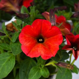 Petunia, SuperCal® 'Red Maple' | Gertens Garden Center