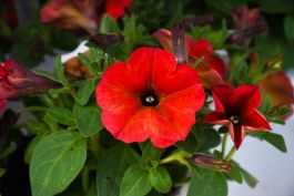 Petunia, SuperCal® 'Red Maple' | Gertens Garden Center