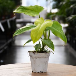 Philodendron Golden Violin | Gertens Garden Center
