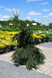 Acrocona Norway Spruce | Gertens Garden Center
