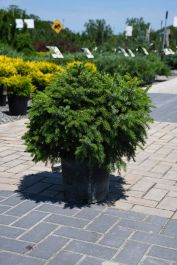 Dwarf Serbian Spruce | Gertens Garden Center