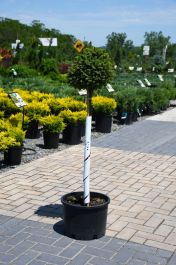 Little Gem Norway Spruce - Tree Form | Gertens Garden Center