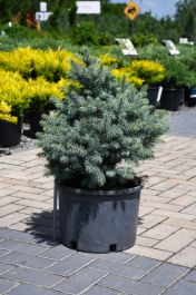 Sester's Dwarf Colorado Blue Spruce | Gertens Garden Center