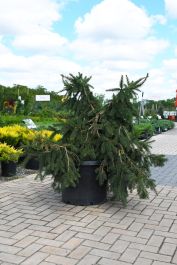 Picea, Norway Spruce 'Acrocona' (Large Sizes) | Gertens Garden Center