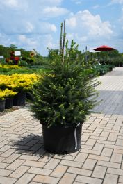 Norway Spruce | Gertens Garden Center