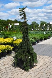 Picea, Norway Spruce 'Weeping' (Large Sizes) | Gertens Garden Center