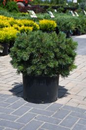 Blue Shag Eastern White Pine | Gertens Garden Center