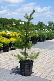 Jack Pine | Gertens Garden Center