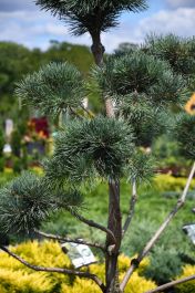 Pinus, Scotch Pine 'Topiary' (Large Sizes) | Gertens Garden Center