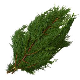 Port Orford Cedar Boughs | Gertens Garden Center