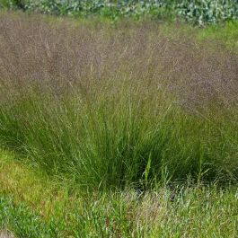 Sporobolus, Prairie Dropseed 'Minnesota Native' | Gertens Garden Center