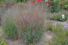 Prairie Winds Cheyenne Sky Switchgrass | Gertens Garden Center