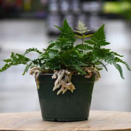 Fern, Rabbit's Foot Fern | Gertens Garden Center