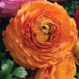 orange ranunculus bulbs