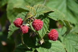 Rubus, Fall Raspberry 'Autumn Britten' | Gertens Garden Center
