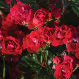 Red Drift Rose | Gertens Garden Center