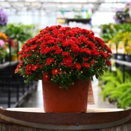 Fall Mum, 'Red' | Gertens Garden Center