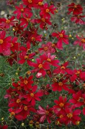 Coreopsis, Hybrid Tickseed 'Red Satin' | Gertens Garden Center