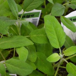 Herb, Common Sage | Gertens Garden Center