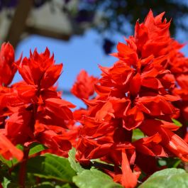 Salvia Lighthouse Red | Gertens Garden Center