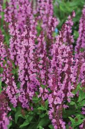 Salvia, Woodland Sage 'Lyrical™ Rose' | Gertens Garden Center